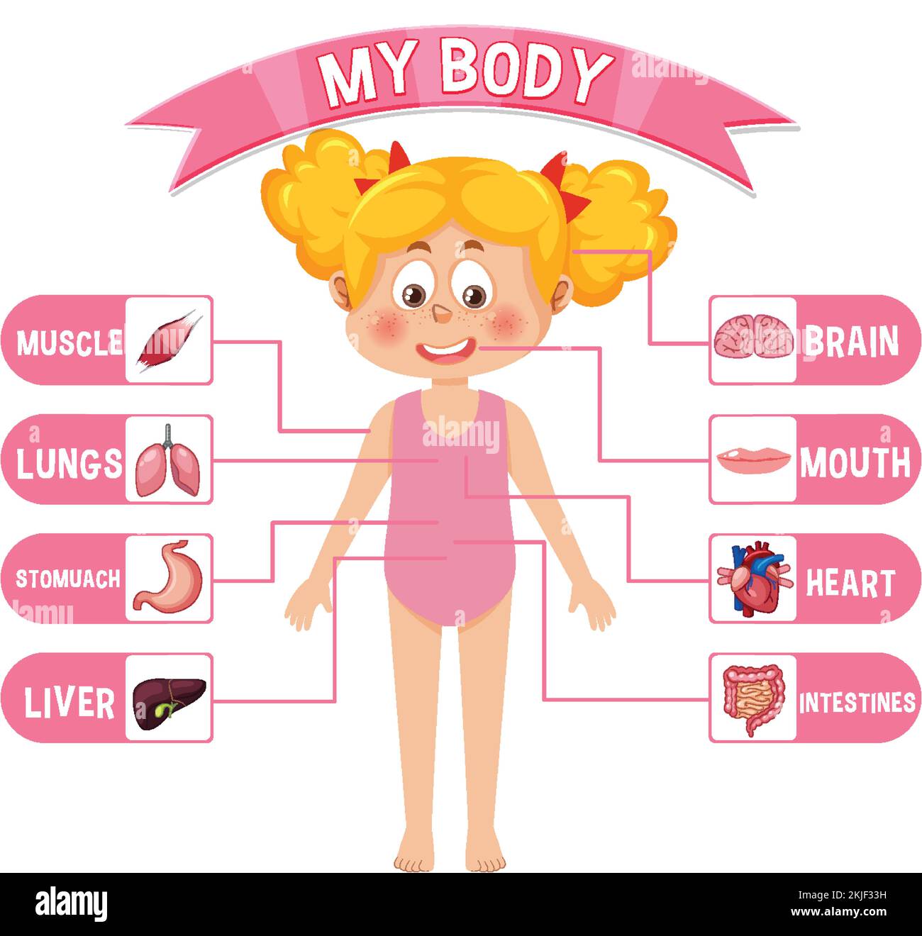 Internal Organs For Kids 🧩 Discover The Human Body With Fun