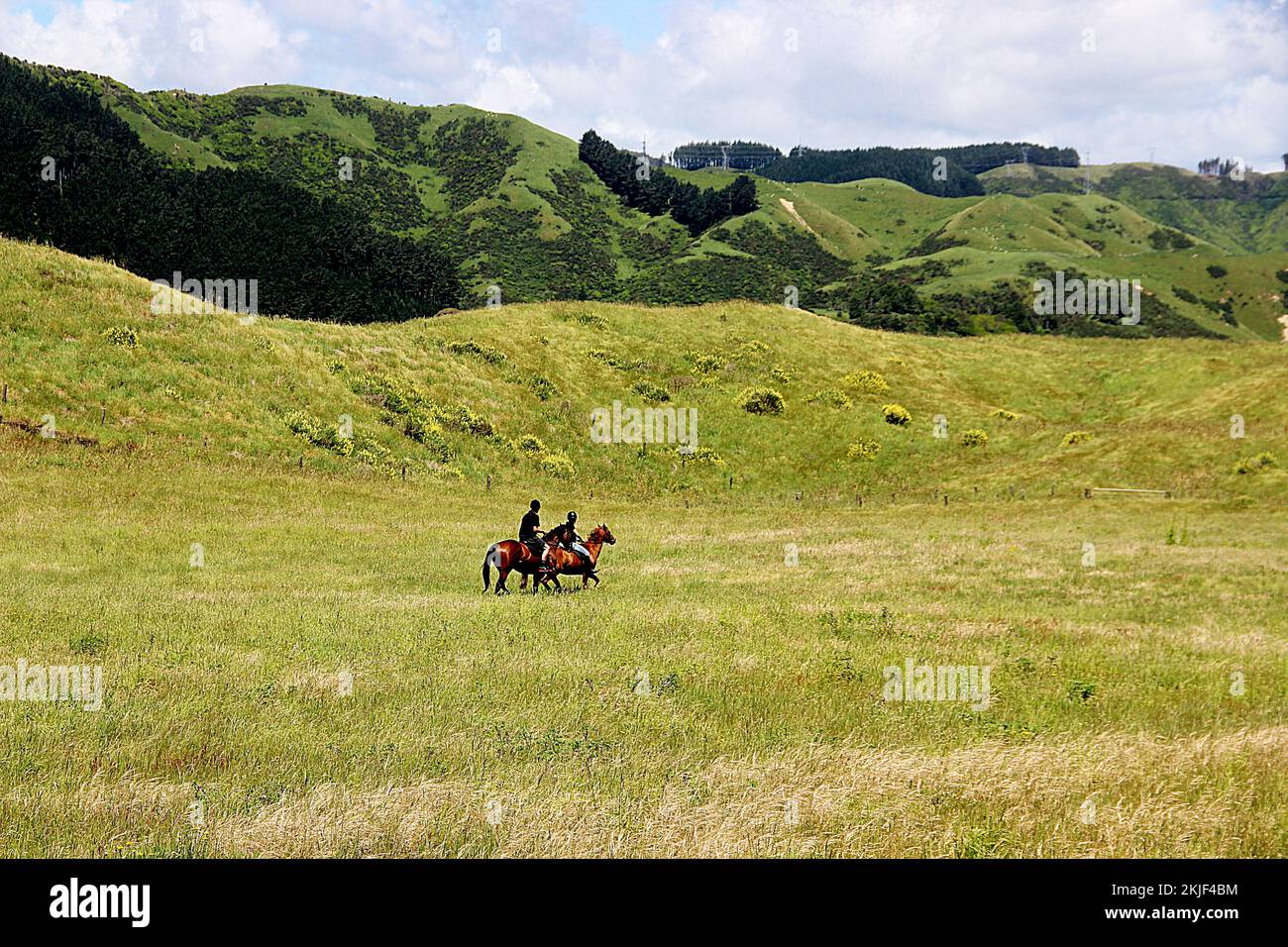 Horse riding across pasture Stock Photo - Alamy