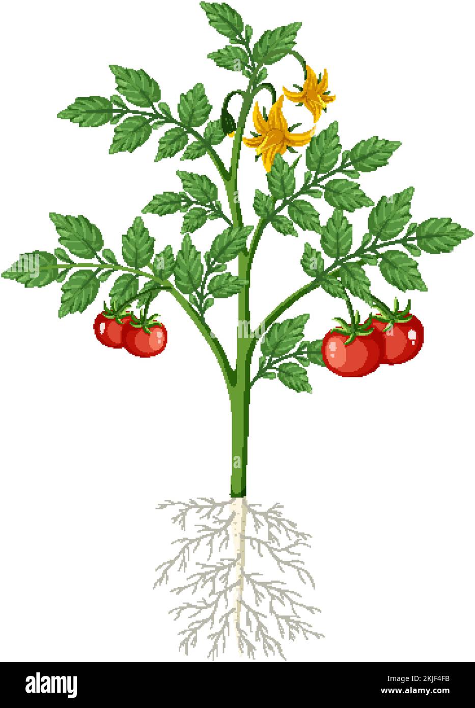 Tomato Plant With Fruit Isolated With Root System Illustration Stock Vector Image And Art Alamy