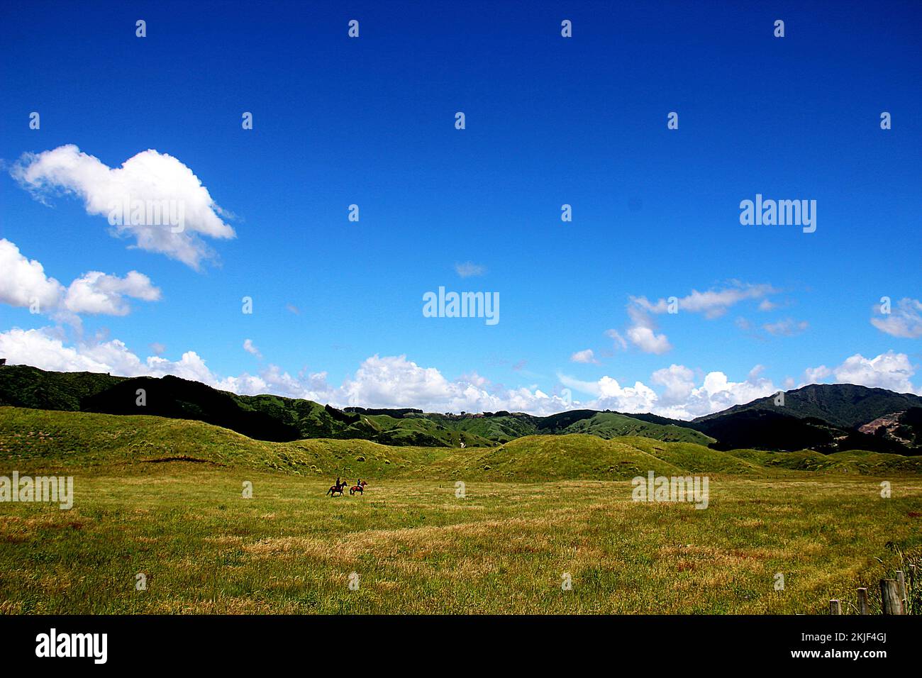 Horse riding across pasture Stock Photo - Alamy