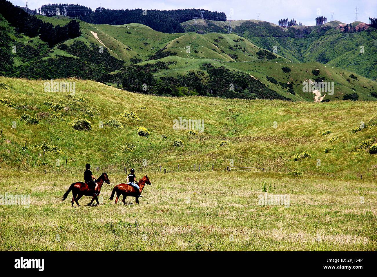 Horse riding across pasture Stock Photo - Alamy