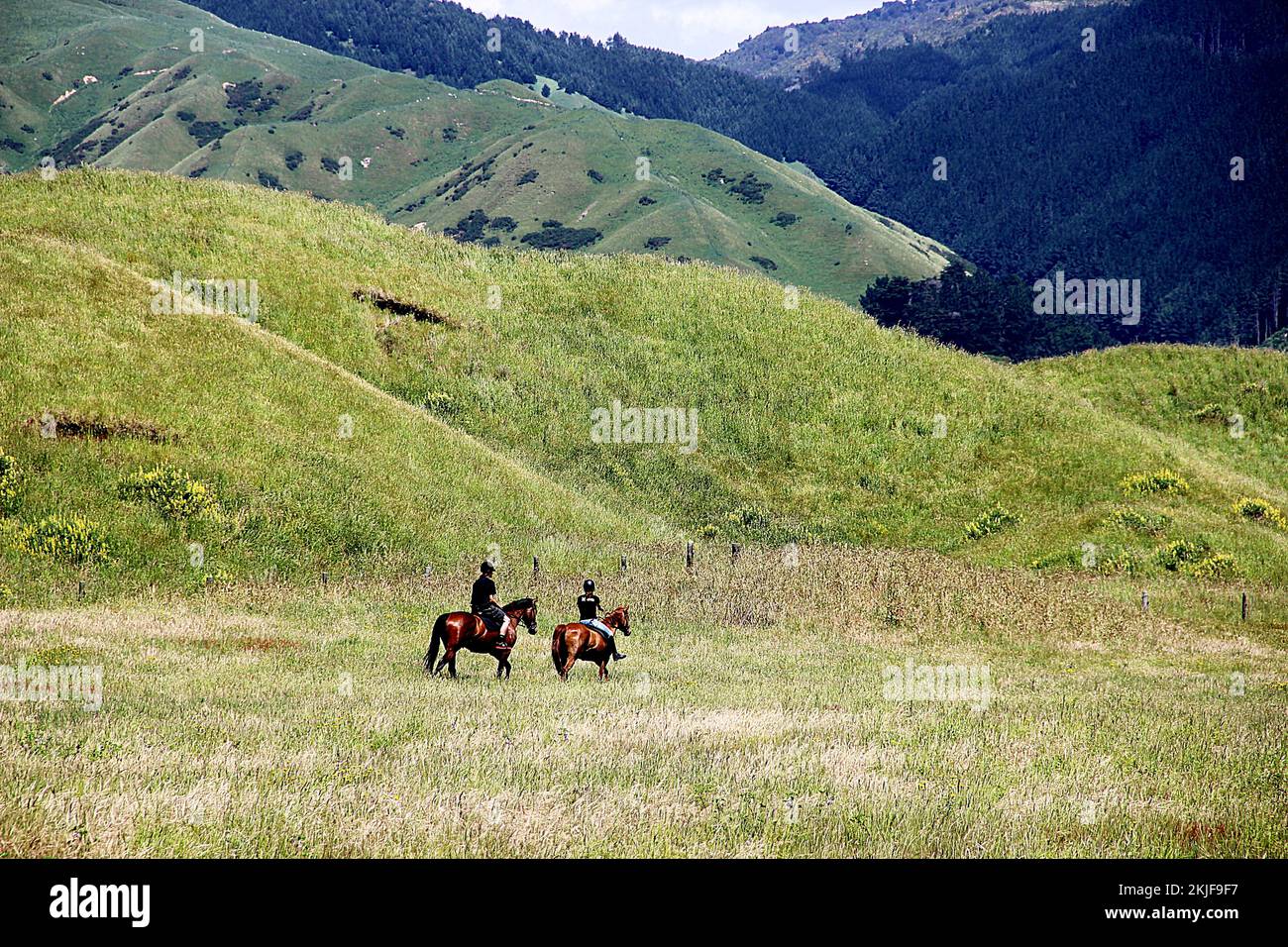Horse riding across pasture Stock Photo - Alamy