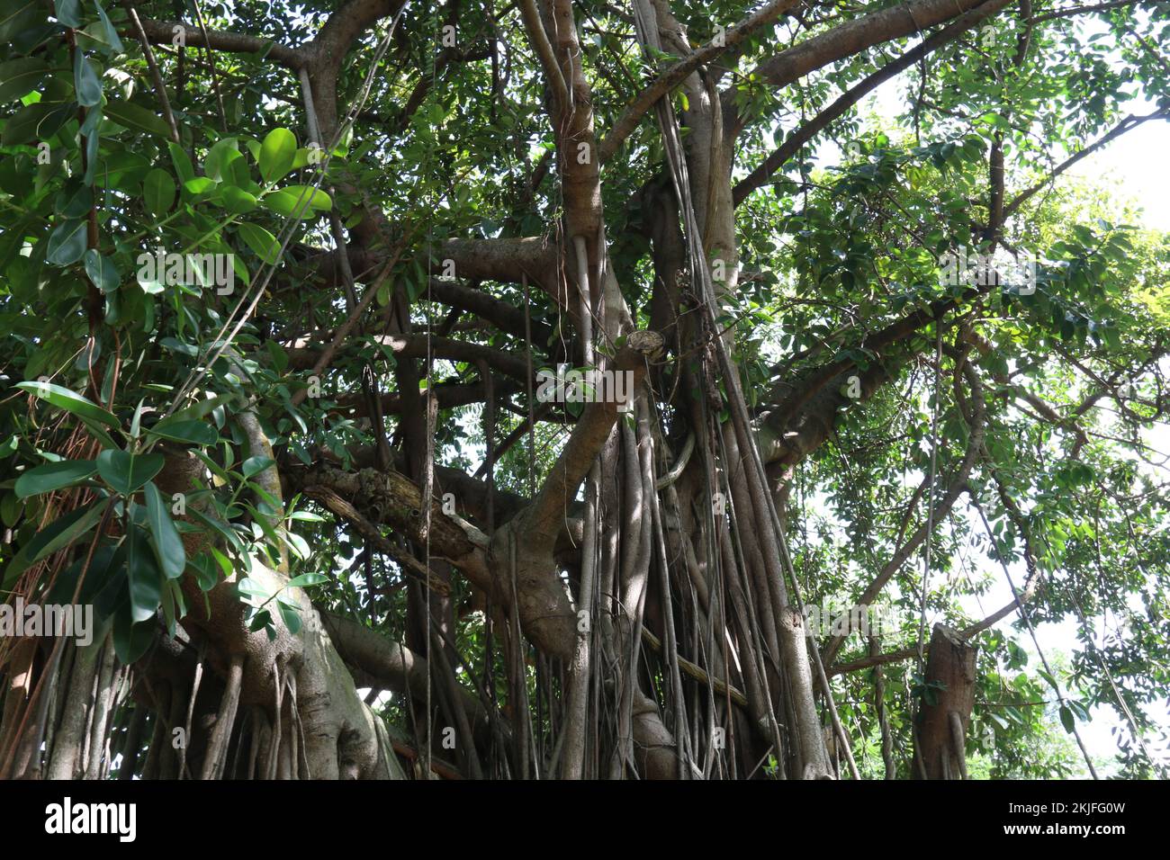 Vihara Maha Devi Park in Colombo, Sri Lanka Stock Photo - Alamy