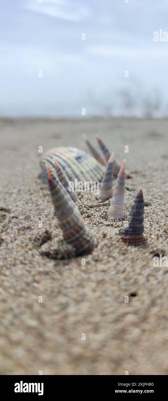 Tower screw shells on the beach Stock Photo - Alamy