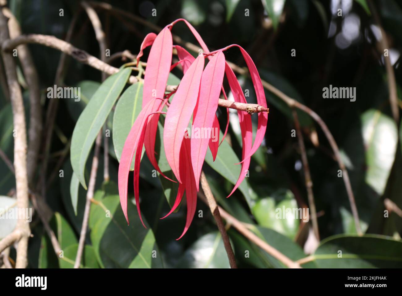 Vihara Maha Devi Park in Colombo, Sri Lanka Stock Photo - Alamy