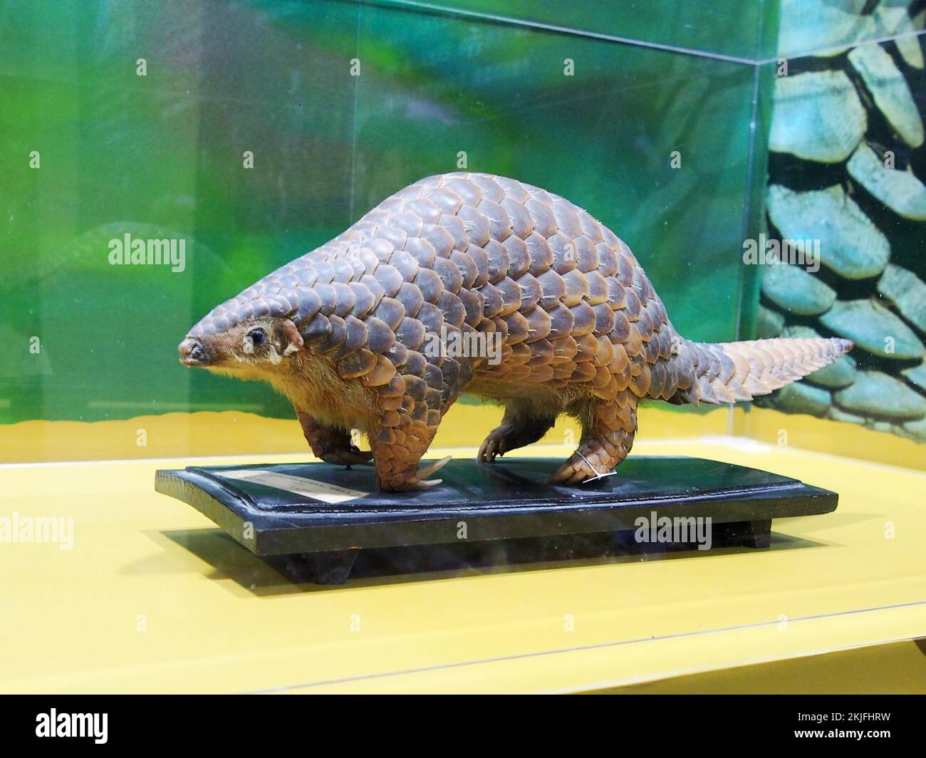 Pangolin specimen at the Endangered Flagship Species Conservation Special Exhibition opens at ...