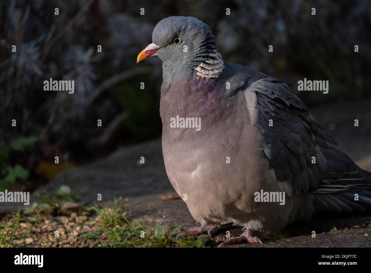 Beast of the sky hi-res stock photography and images - Alamy
