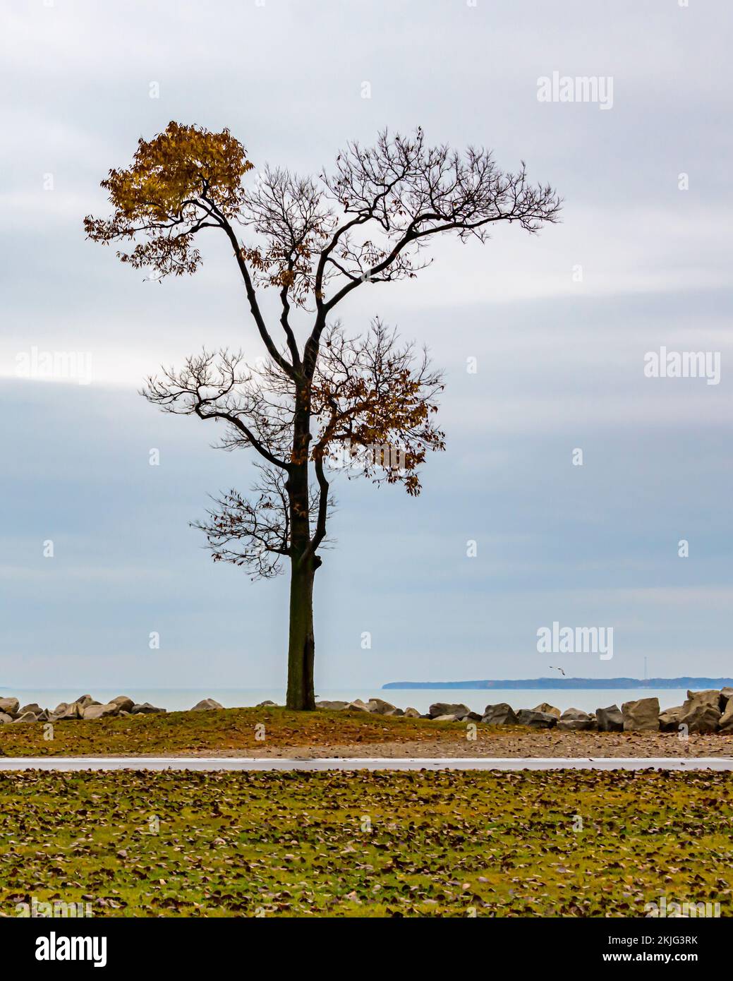 Lone autumn tree on edge of Lake Erie near rip rapbolders Stock Photo ...