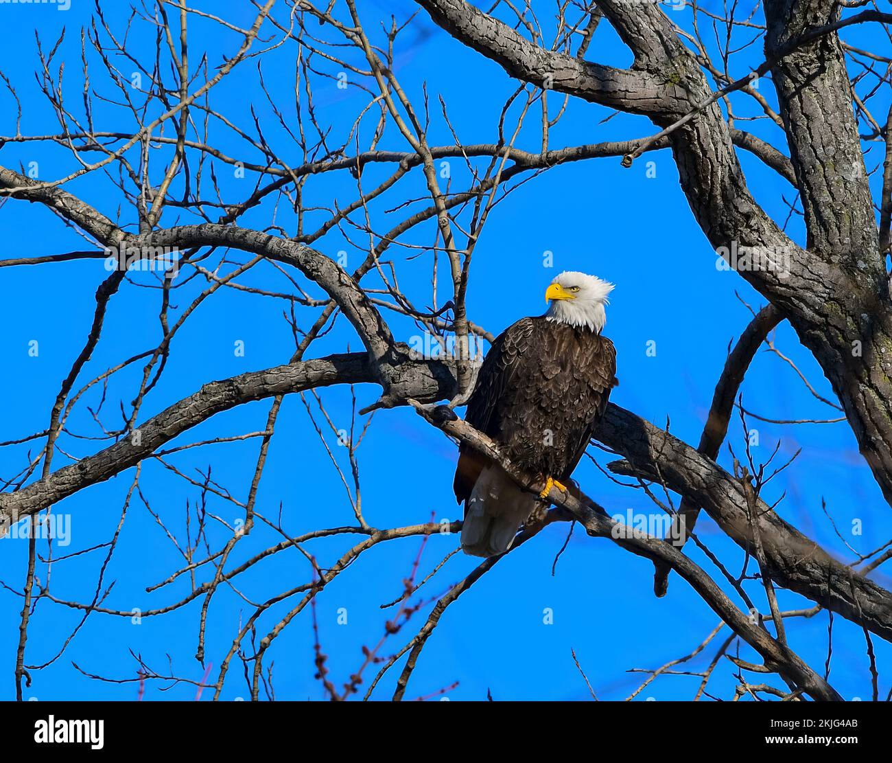 Bald eagle in a tree looking left (to his right Stock Photo - Alamy