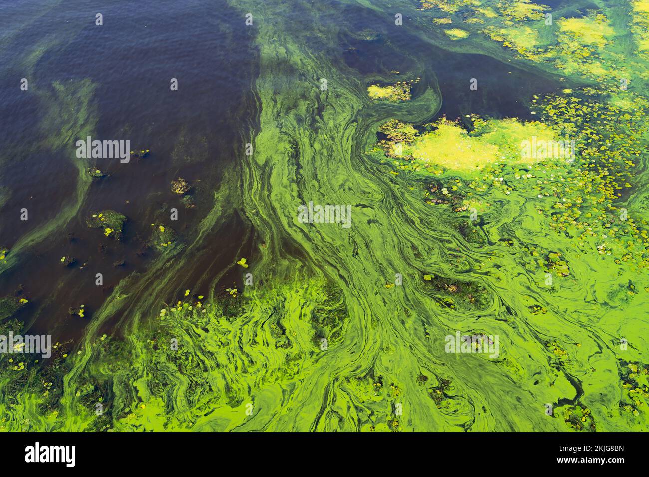 Abstract natural green algae seaweed duckweed growing in shallow sea ...