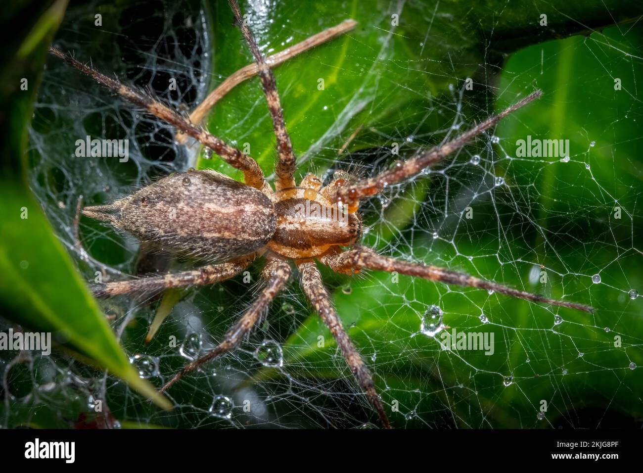 Top view of a Grass Spider (Genus Agelenopsis) waiting in its funneled ...