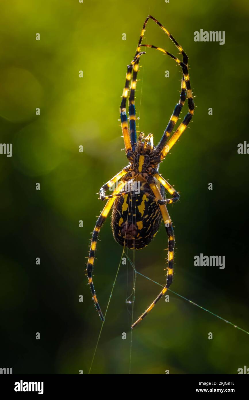 A Yellow Garden Spider (Argiope aurantia) stretches out on her web ...