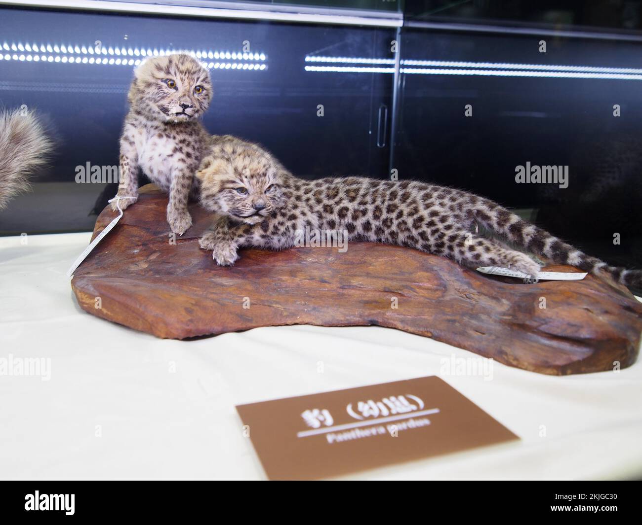 Panthers specimen at the Endangered Flagship Species Conservation ...