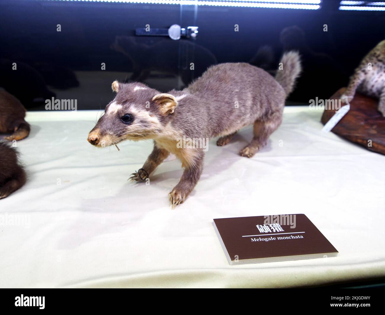 Ferret badger specimen at the Endangered Flagship Species Conservation ...