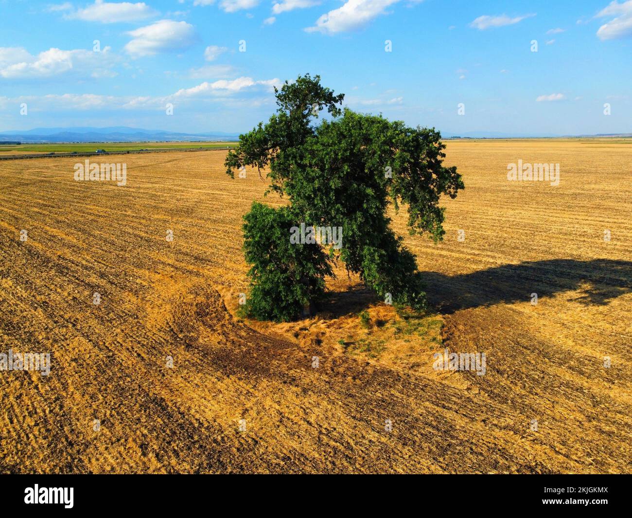 The "Running" tree next to the highway near Stara Zagora Stock Photo ...