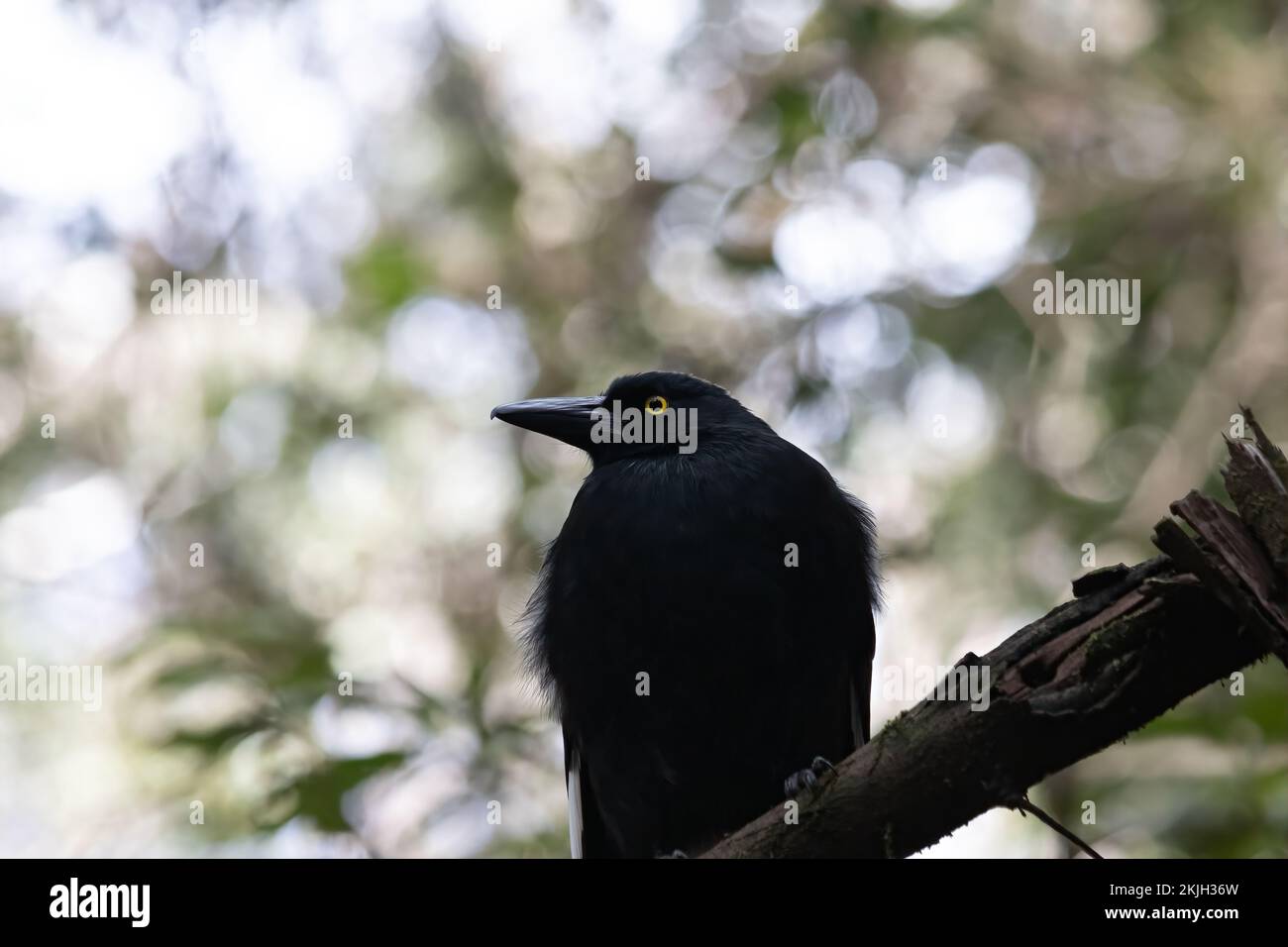 A closeup of a Currawong perching on a tree branch in the forest Stock ...