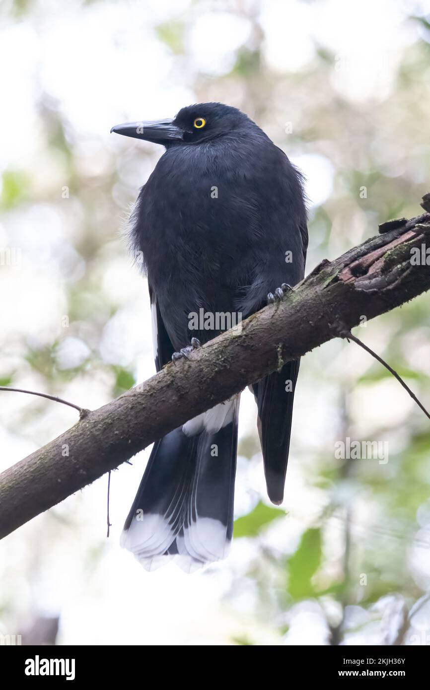 A vertical shot of a Currawong perching on a tree branch in the forest ...