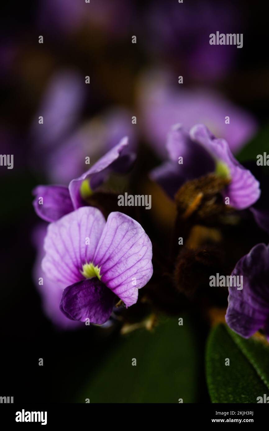 A selective focus shot of a native bush pee flower Stock Photo - Alamy