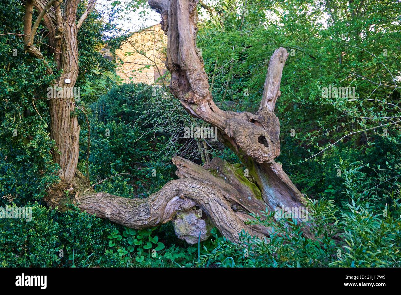 Very old tree with a twisted trunk at an entrance to Bridge End Garden ...