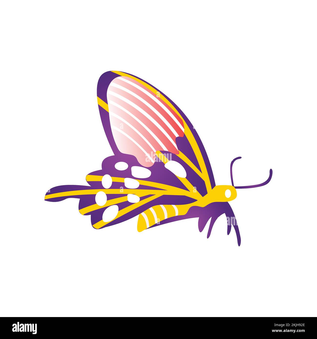 Colorful butterfly Vector illustration, on a white background Stock ...