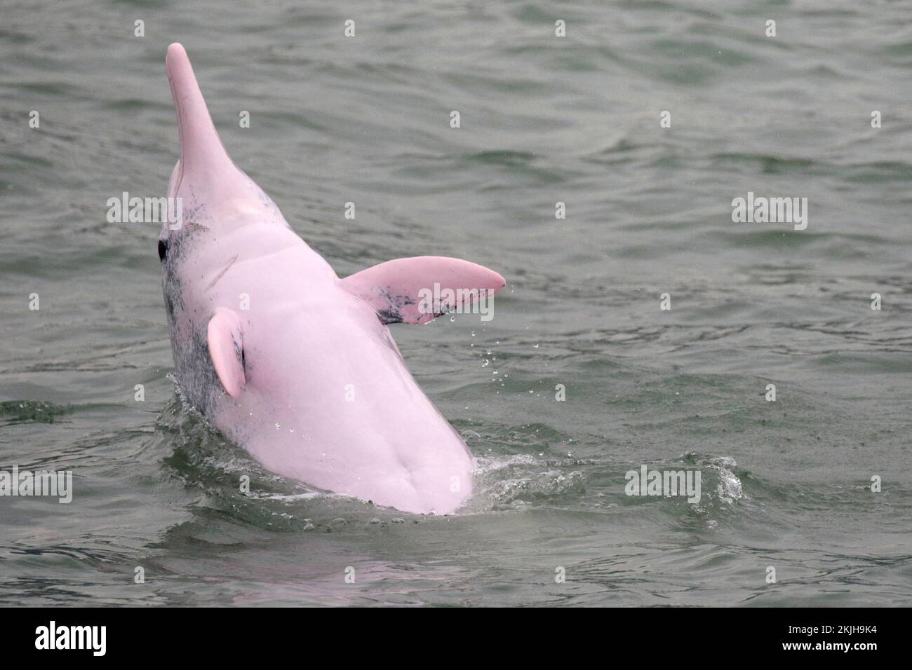 Chinese White Dolphin (Sousa chinensis), west of Lantau Island, in the ...