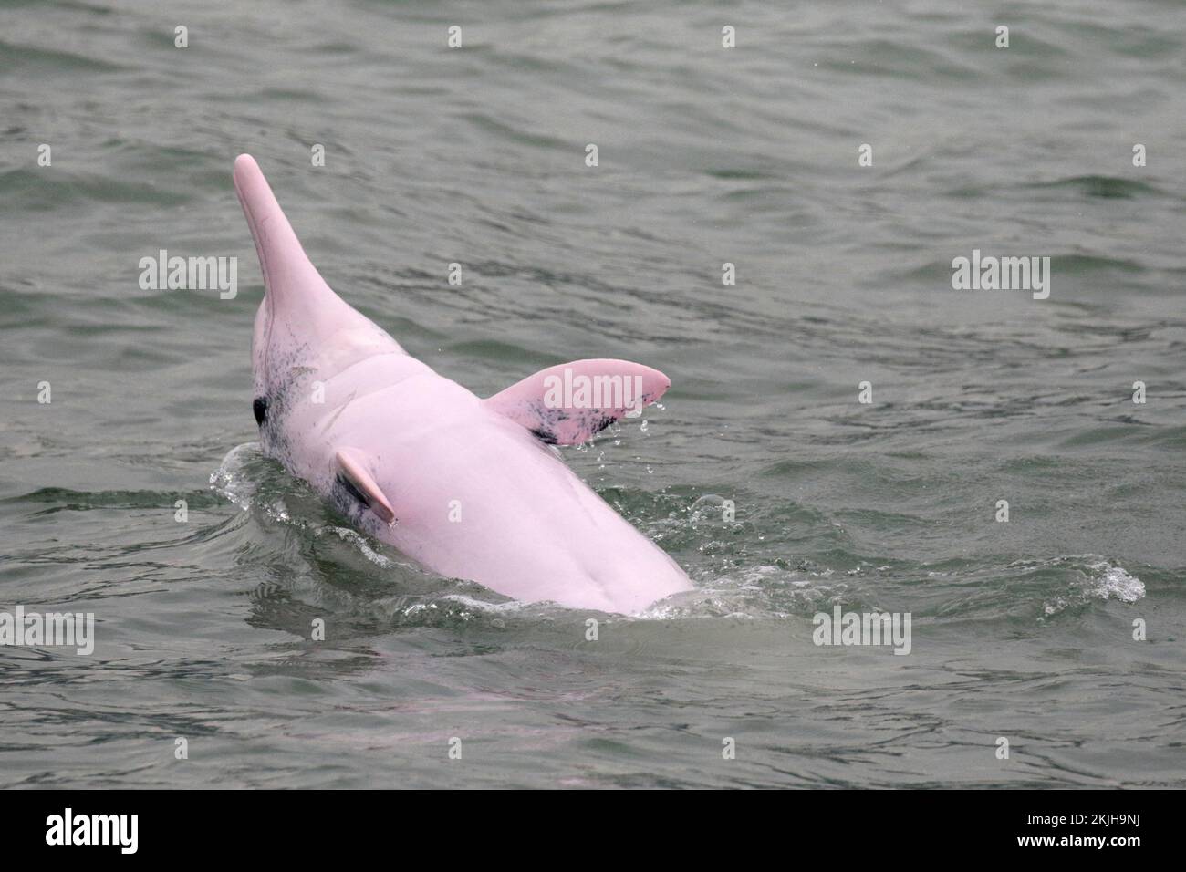 Chinese White Dolphin (Sousa chinensis), west of Lantau Island, in the ...