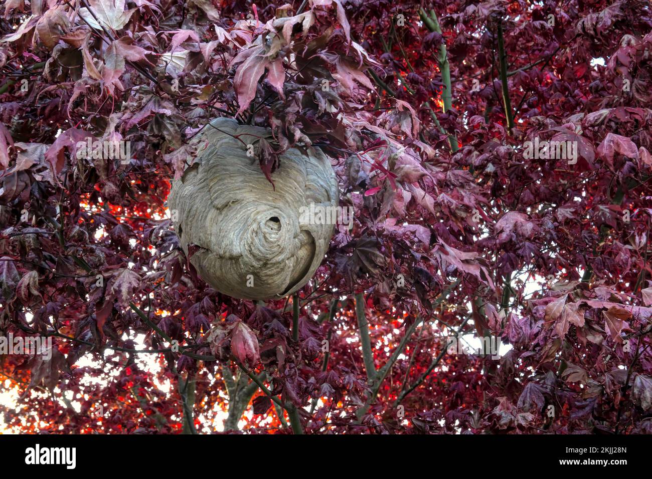 Wasp nest in Red Maple tree in the autumn Stock Photo - Alamy