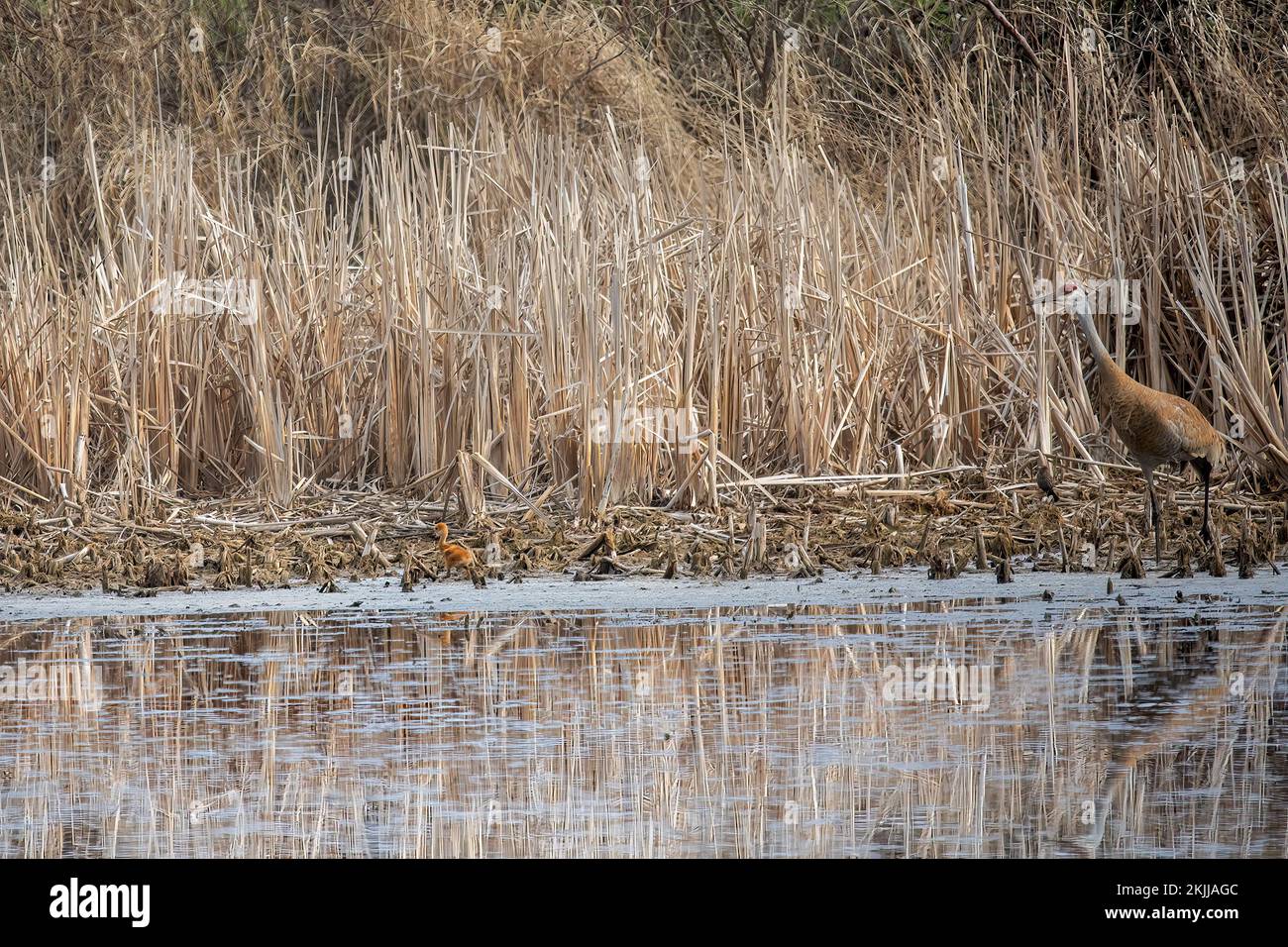 The sandhill crane(Antigone canadensis) . Native American bird a ...