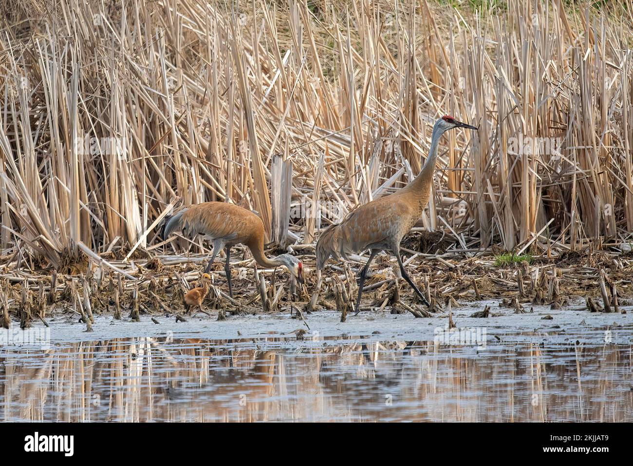 The sandhill crane(Antigone canadensis) . Native American bird a ...