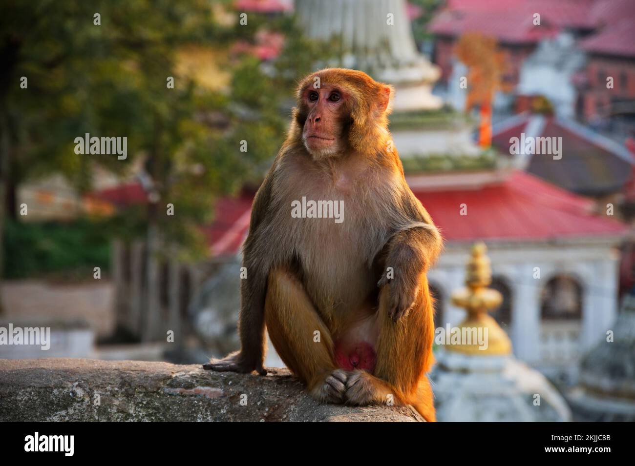 Monkey climbing the wall of Buddhist shrine above Kathmandu city in ...