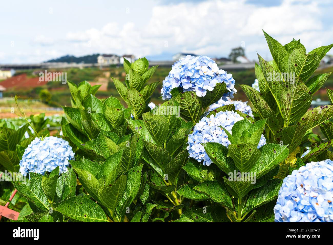 Hydrangea field hi-res stock photography and images - Alamy