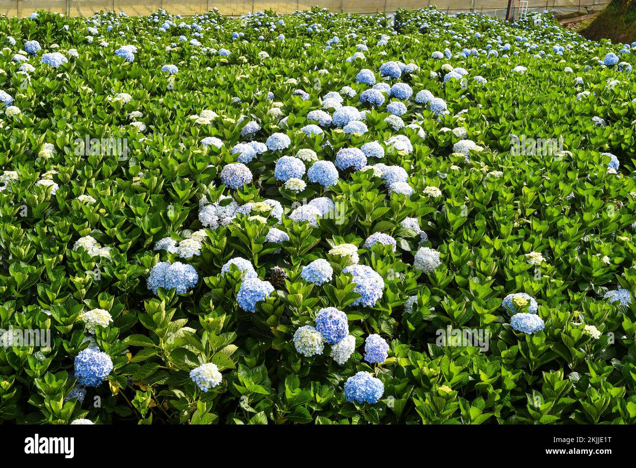 Hydrangea field hi-res stock photography and images - Alamy