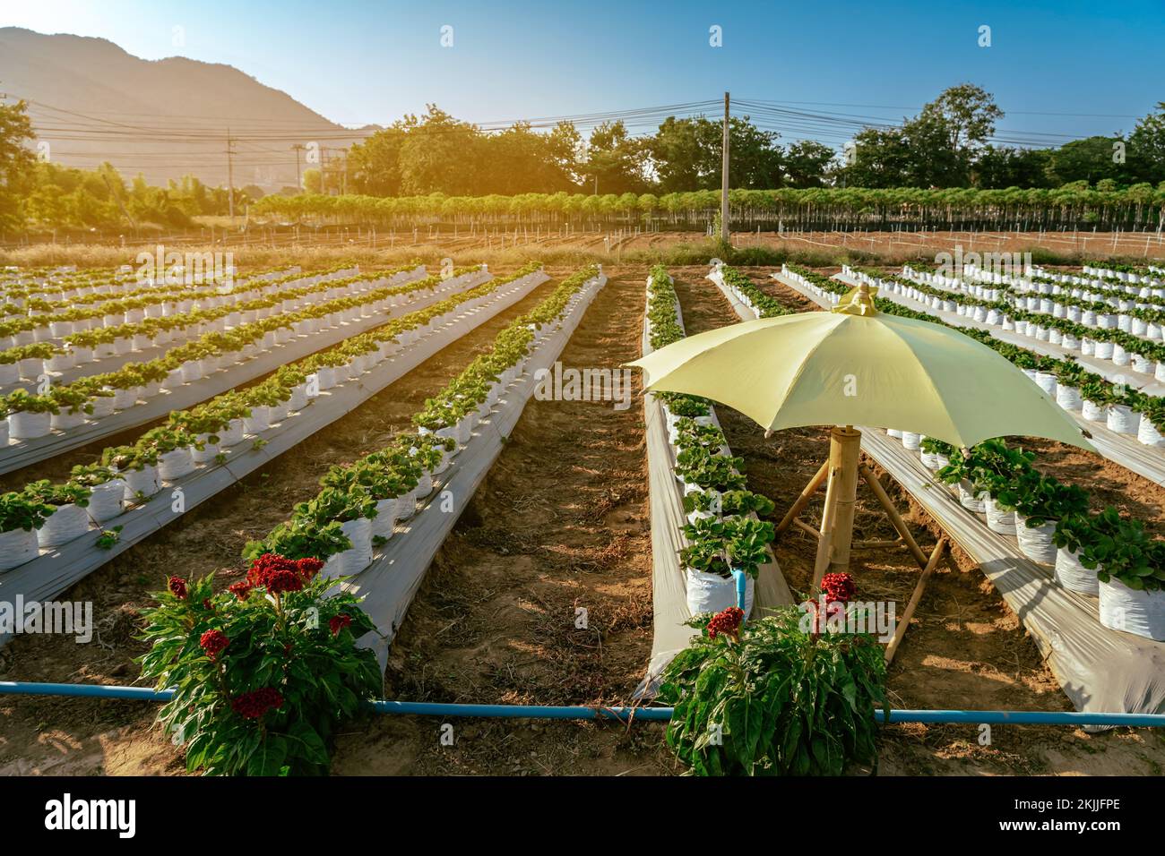 Valves drip irrigation system in organic strawberry farm. Watering ...