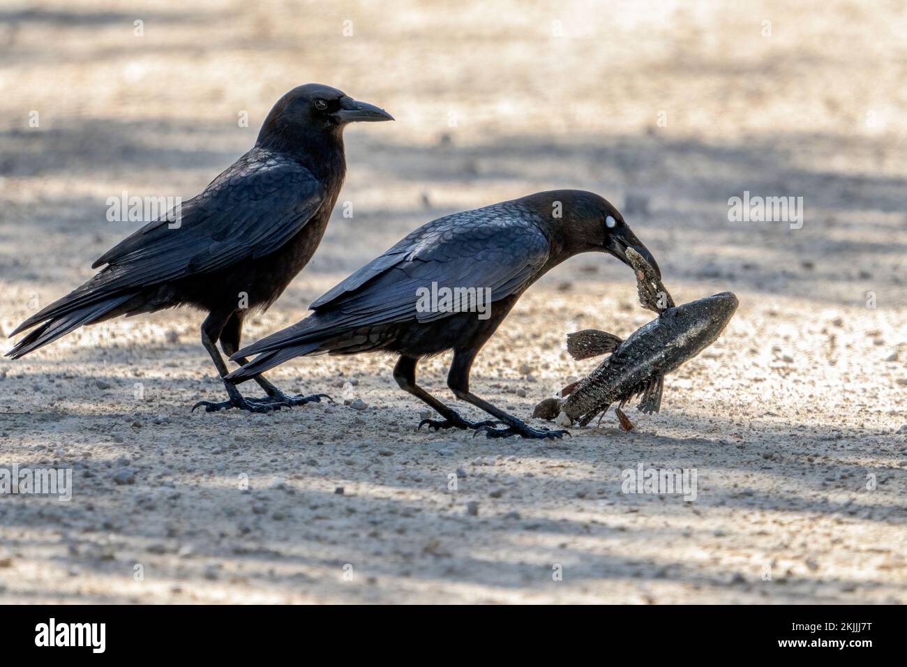 A raven feasts on a dead fish as an alligator watches from nearby in ...