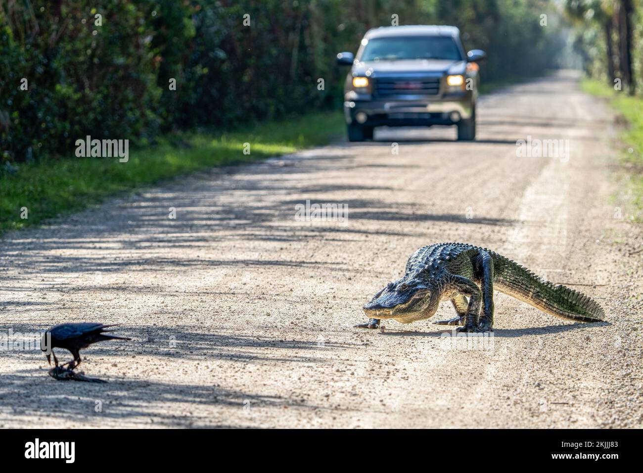 An alligator closes on a raven eating a dead fish in Big Cypress ...