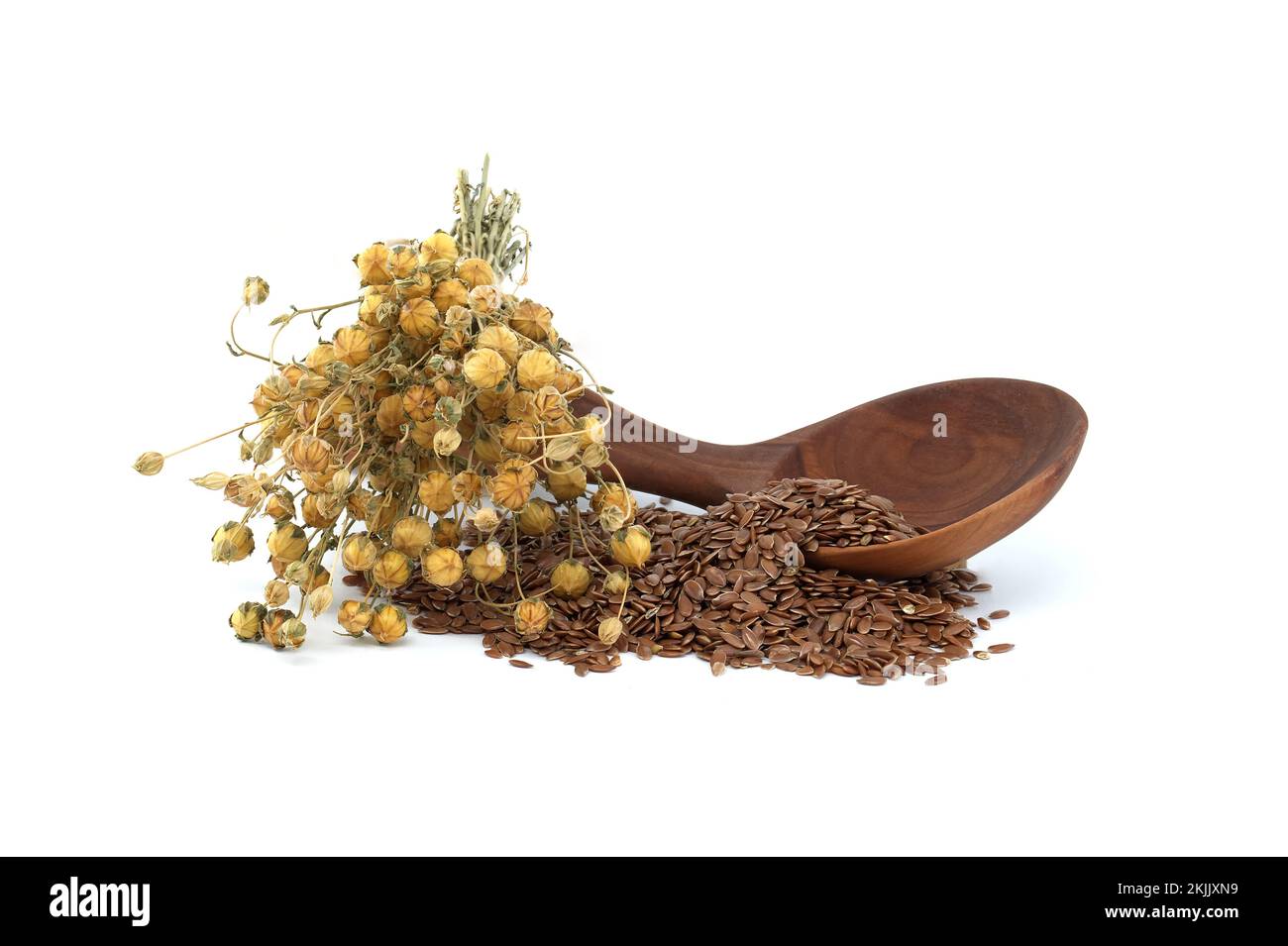 Flax seeds in wooden spoon and bunch of flax plants isolated on white background. Linum ...