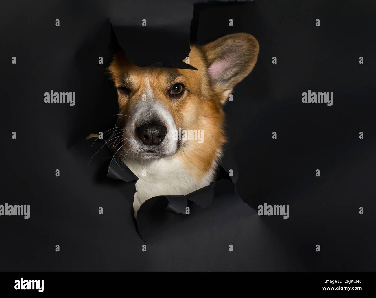 Funny dog isolated face peeking hi-res stock photography and images - Alamy