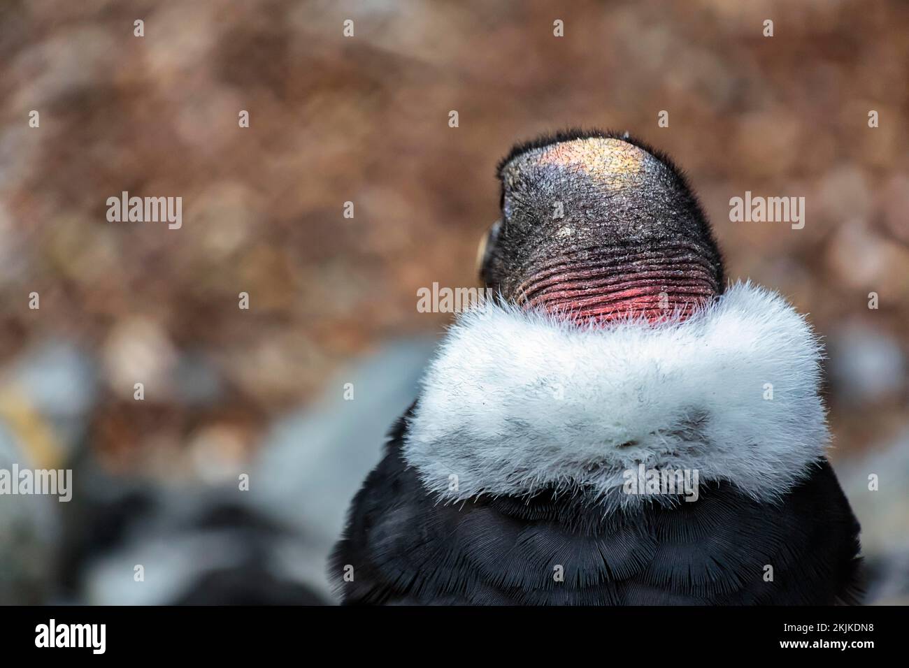 Andean condor (Vultur gryphus) in aviary, captive, portrait from behind ...