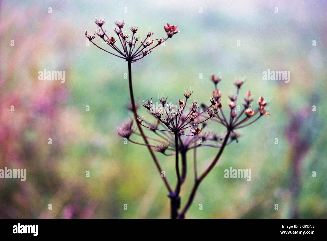Flowers of grasses, autumn coloured, close-up, symbol photo, North ...