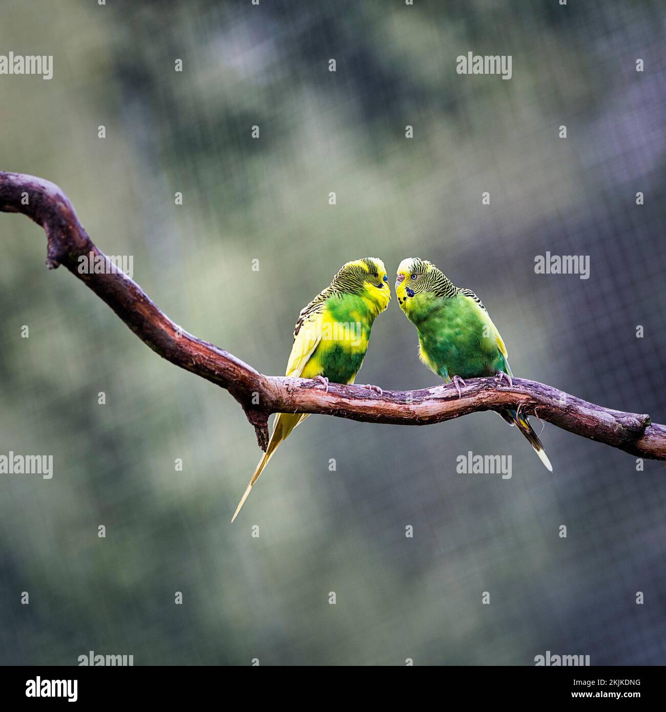 Two budgies (Melopsittacus undulatus), pair sitting on branch in aviary ...