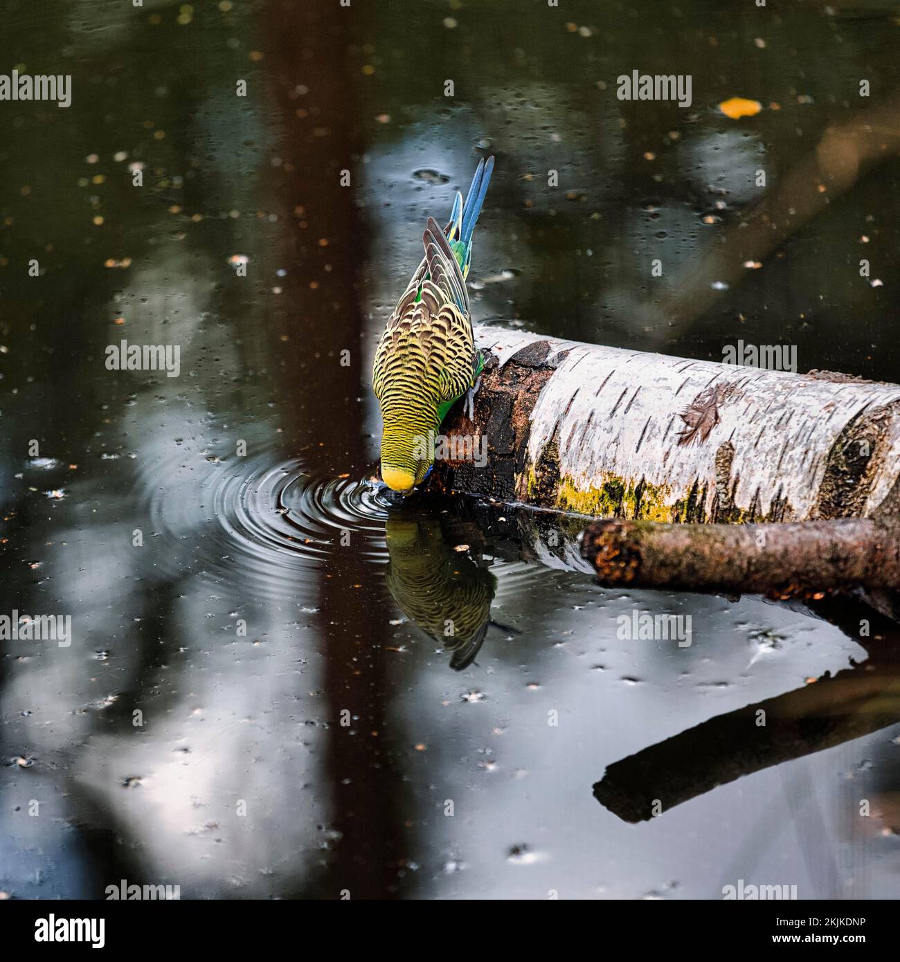 Budgie (Melopsittacus undulatus) drinking water in pond, captive ...