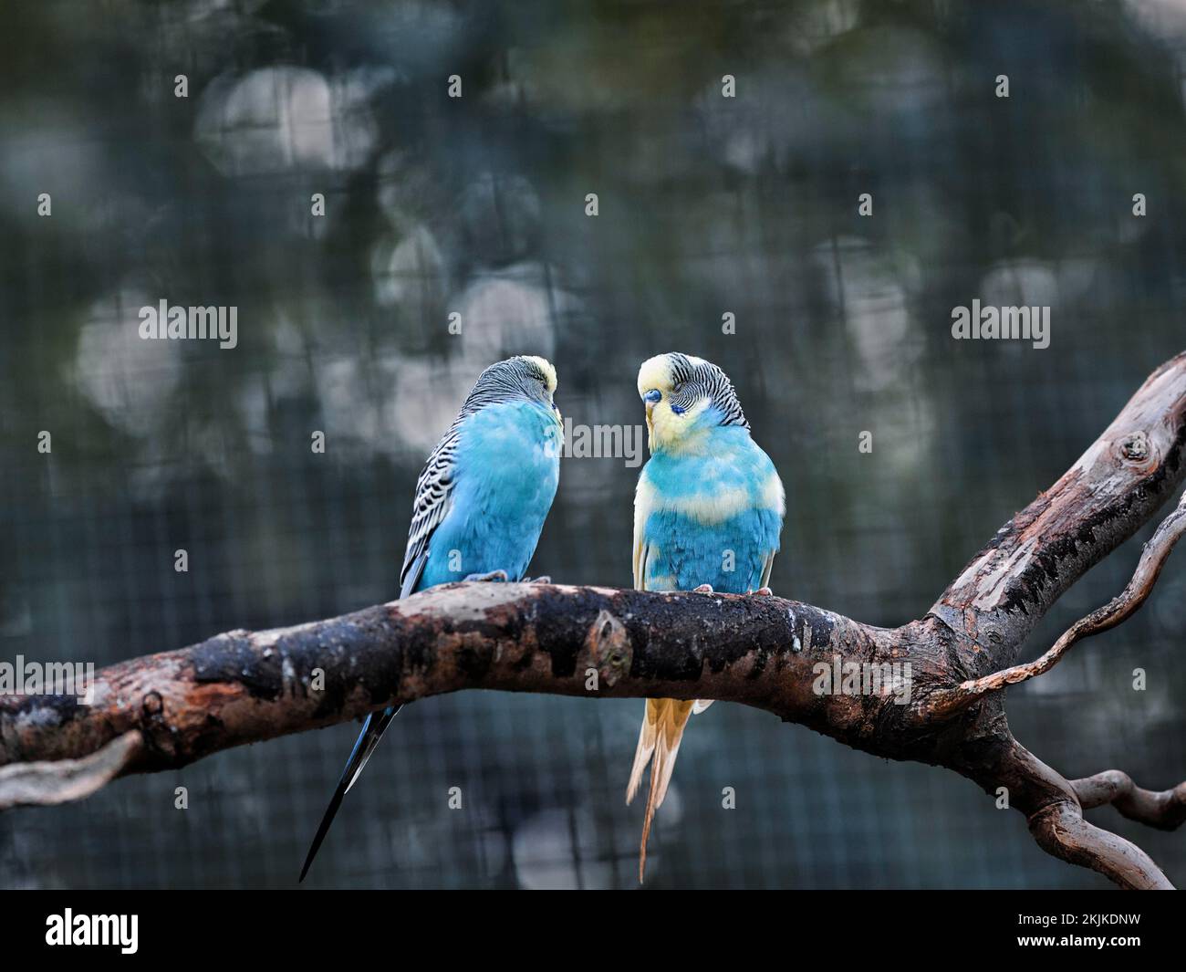 Blue budgies hi-res stock photography and images - Alamy