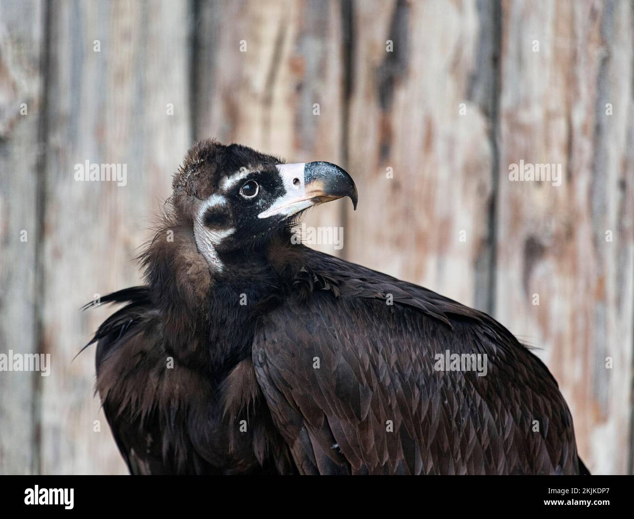 Cinereous vulture (Aegypius monachus) or Hooded Vulture in aviary ...