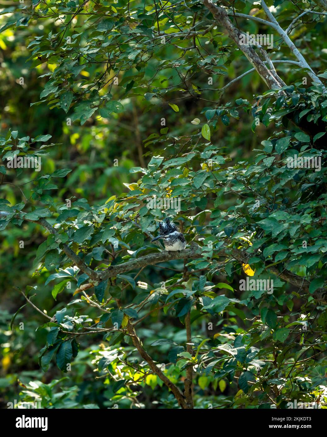Binsar bird hi-res stock photography and images - Alamy