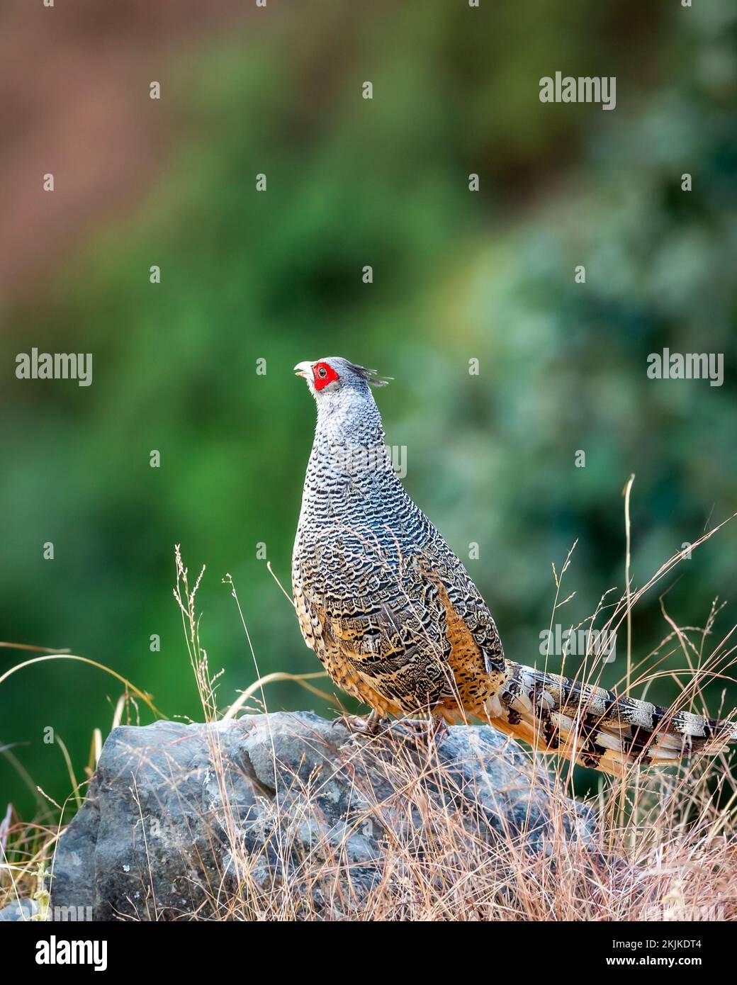 Cheer pheasant hi-res stock photography and images - Alamy