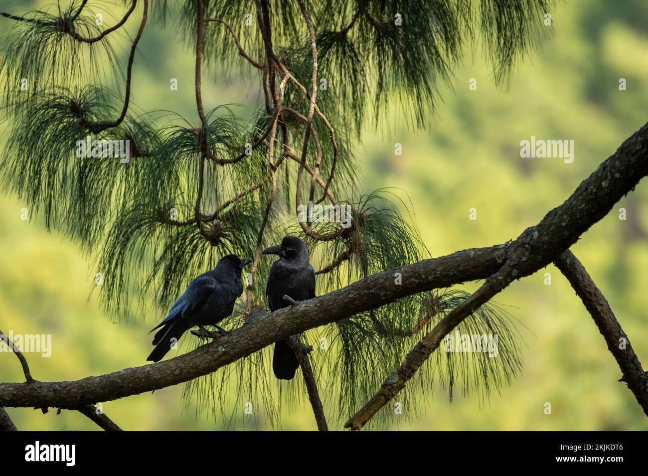 Large billed crow or jungle crow or Corvus macrorhynchos in natural ...