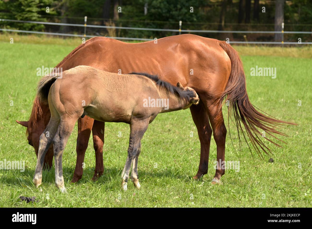 Horse sucking hi-res stock photography and images - Alamy