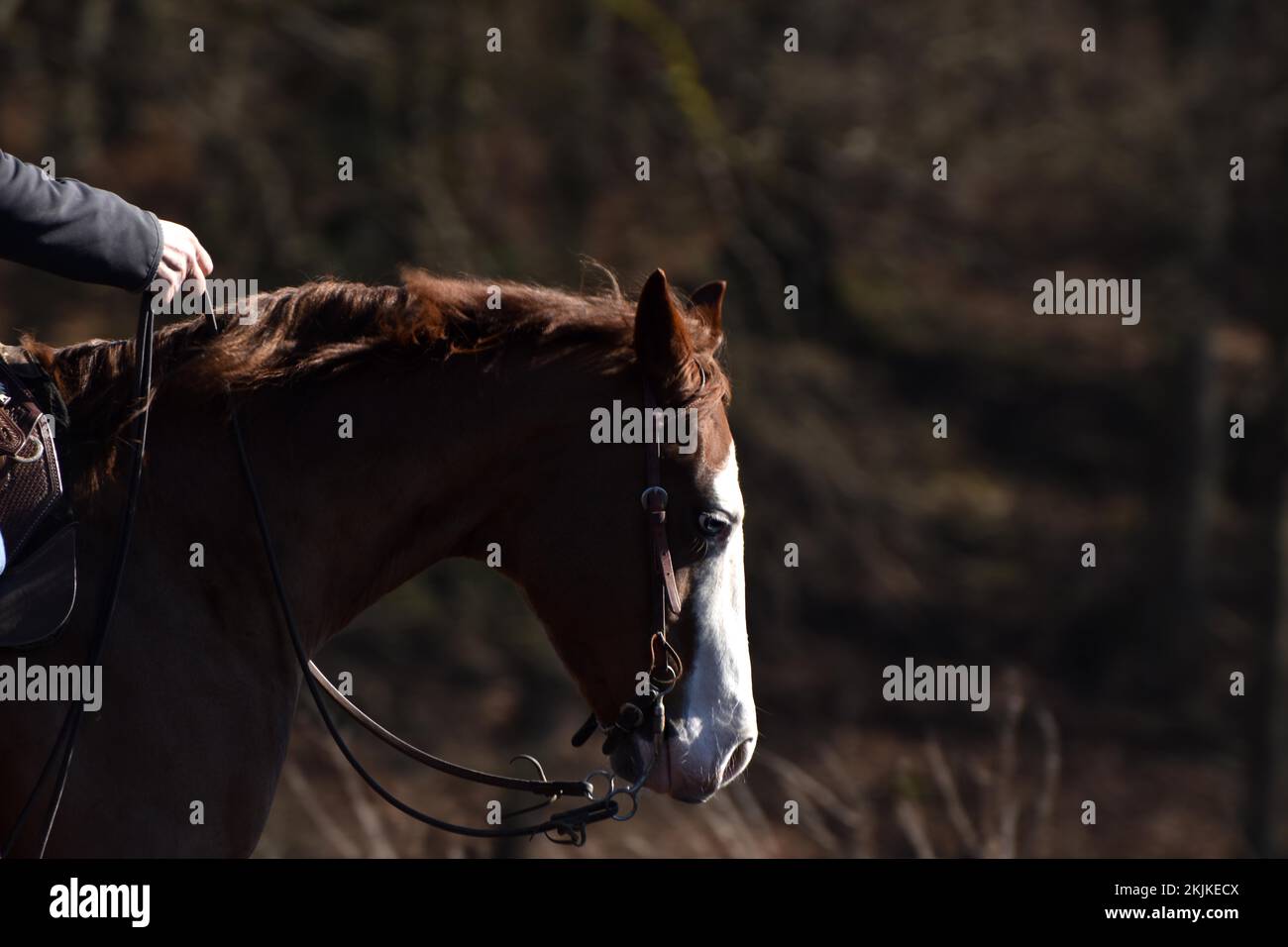 Close-up of the head and neck with headstall and reins of a western ...