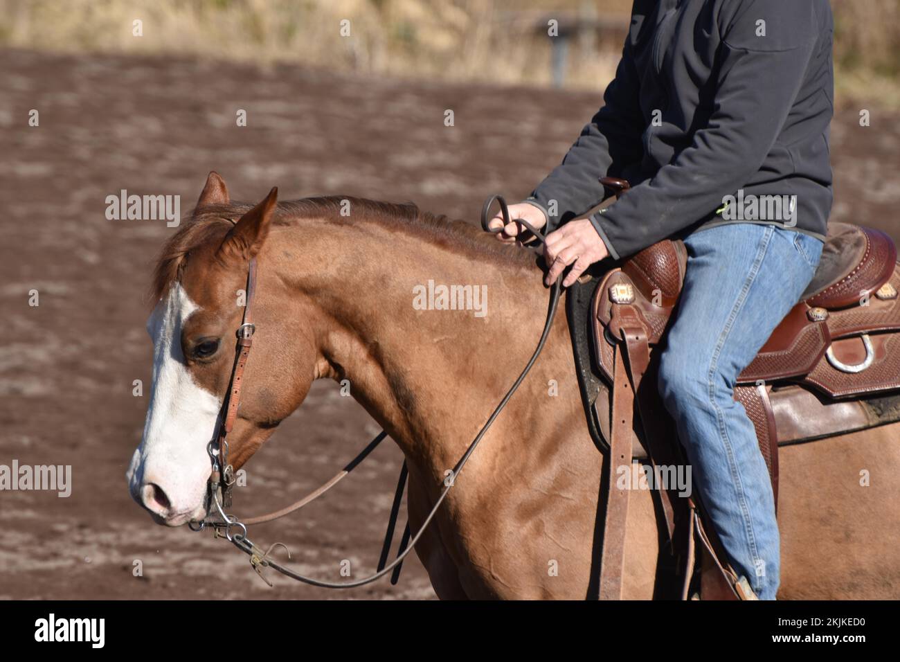 Close-up of the head and neck with headstall and reins of a western ...