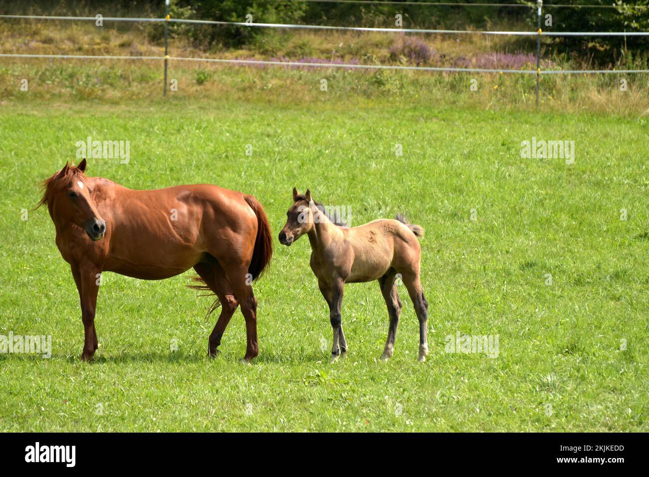 Farming broodmare hi-res stock photography and images - Alamy